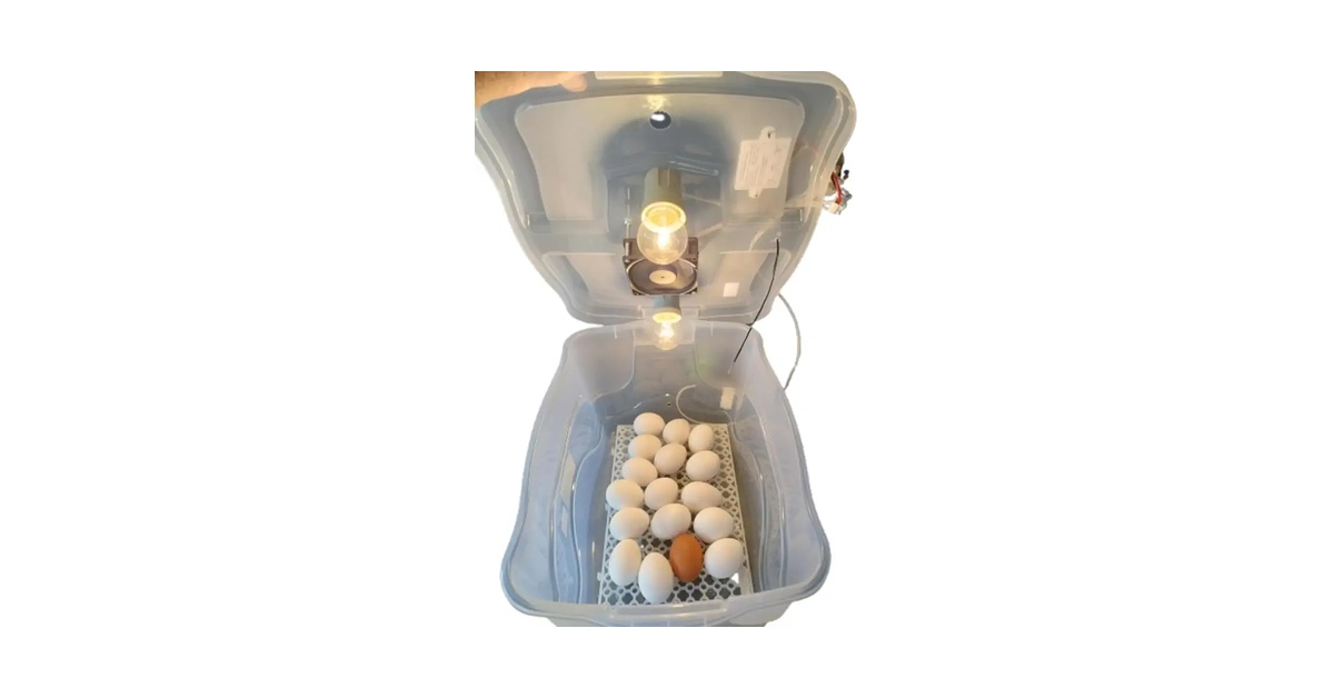 Melhor Chocadeira de Ovos: Controle Automático e Capacidade Ideal